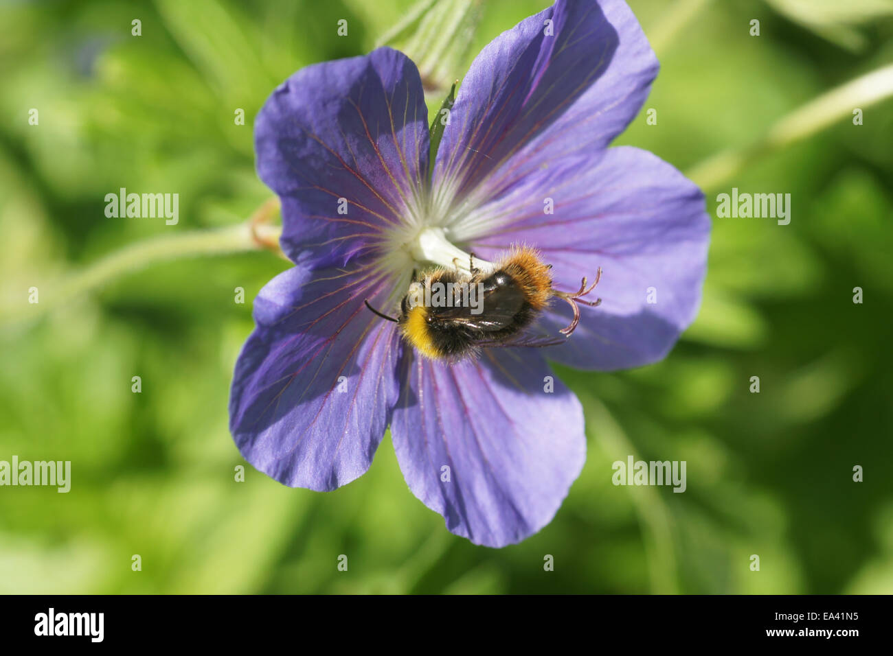 Himalayan insects hi-res stock photography and images - Alamy