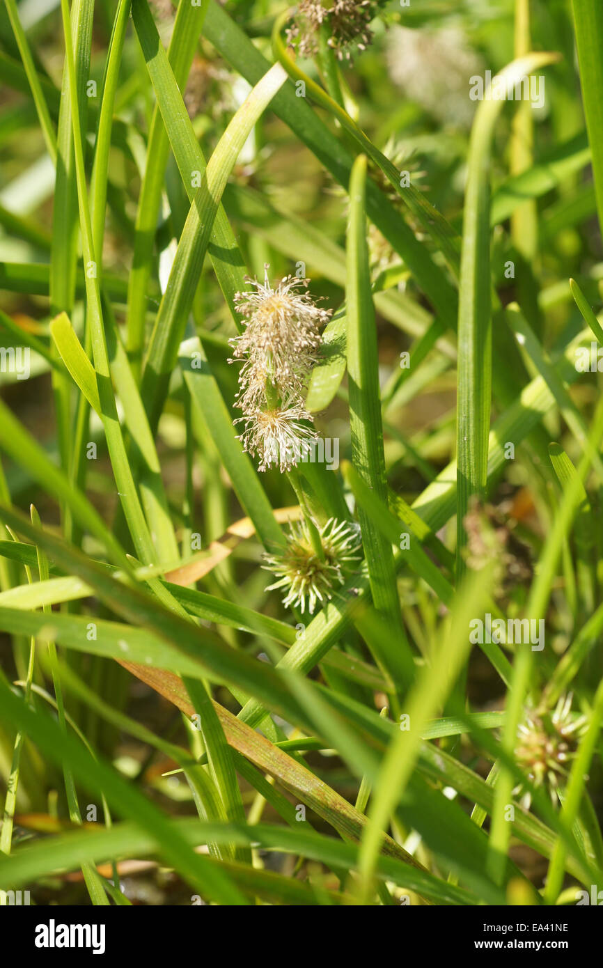 Burreed hi-res stock photography and images - Alamy