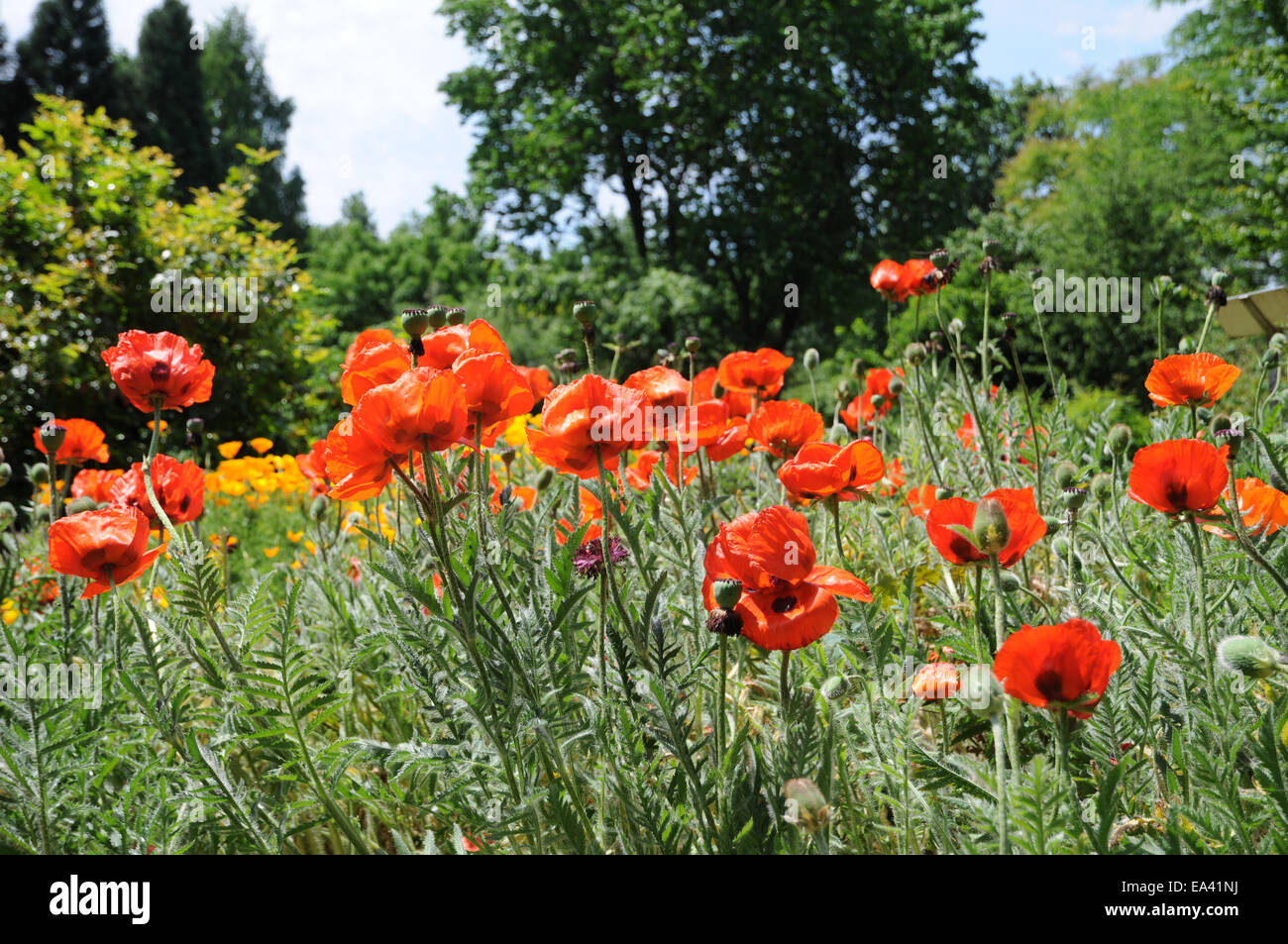 Persian poppies hi-res stock photography and images - Alamy