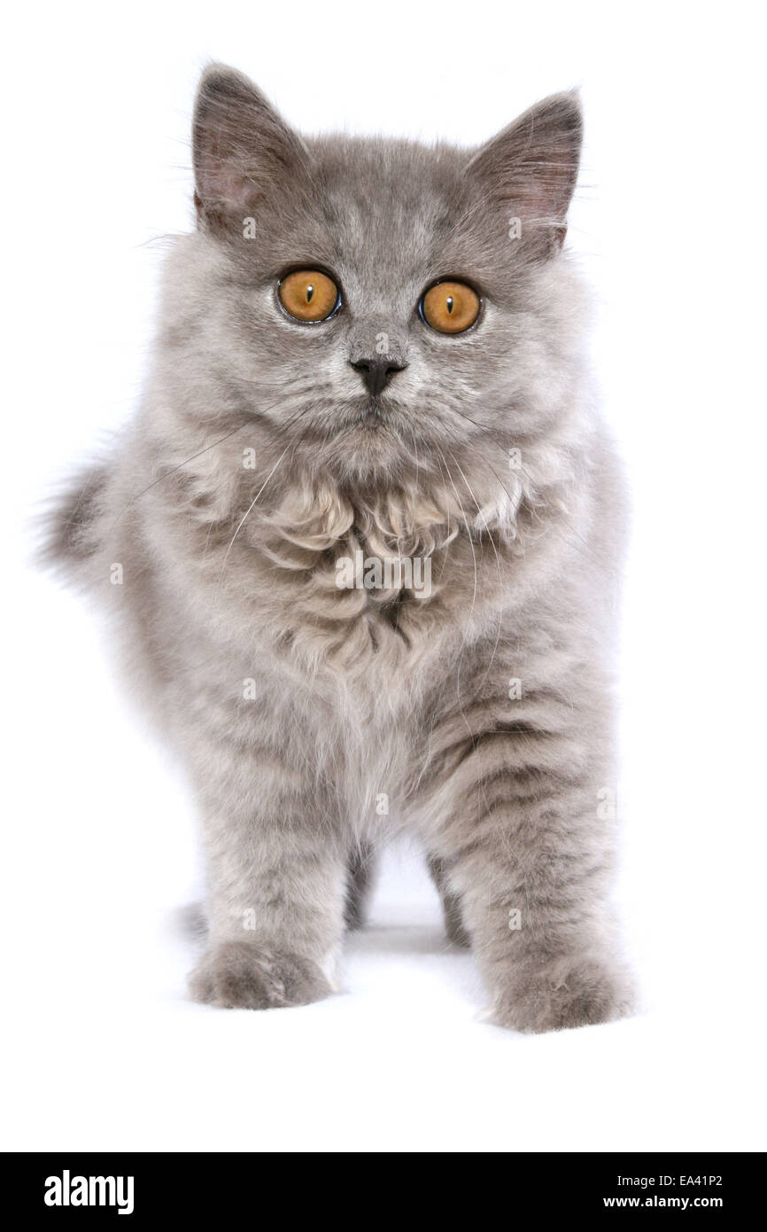 Highlander cat hi-res stock photography and images - Alamy