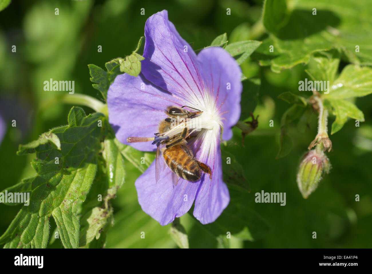 Himalayan insects hi-res stock photography and images - Alamy