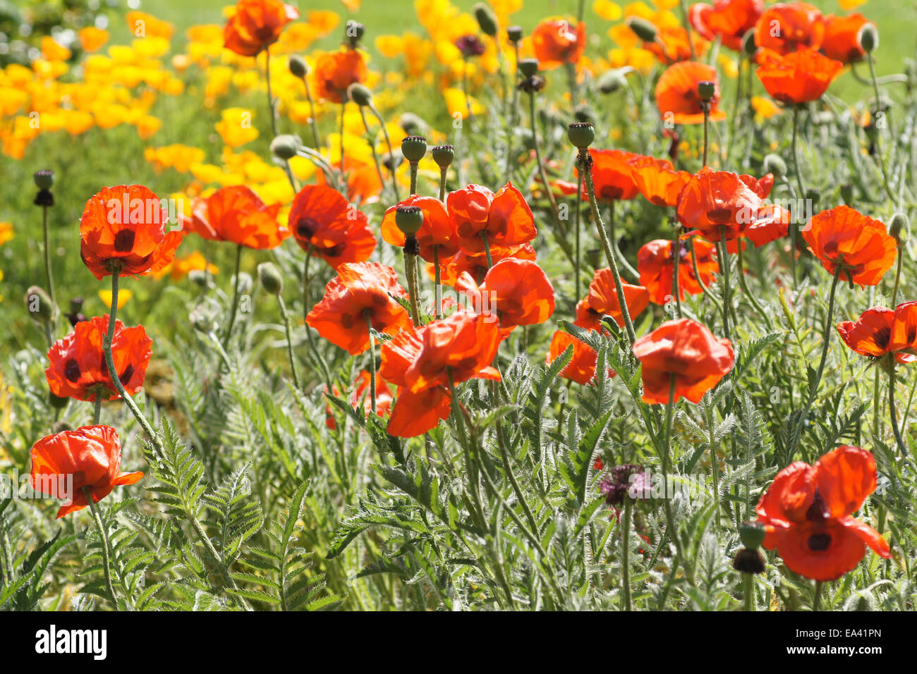 Persian poppies hi-res stock photography and images - Alamy