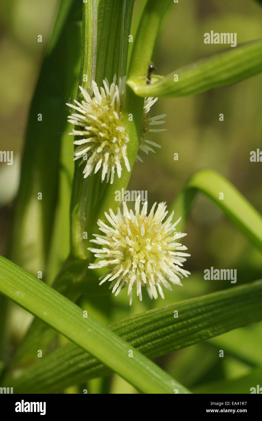 Burreed hi-res stock photography and images - Alamy
