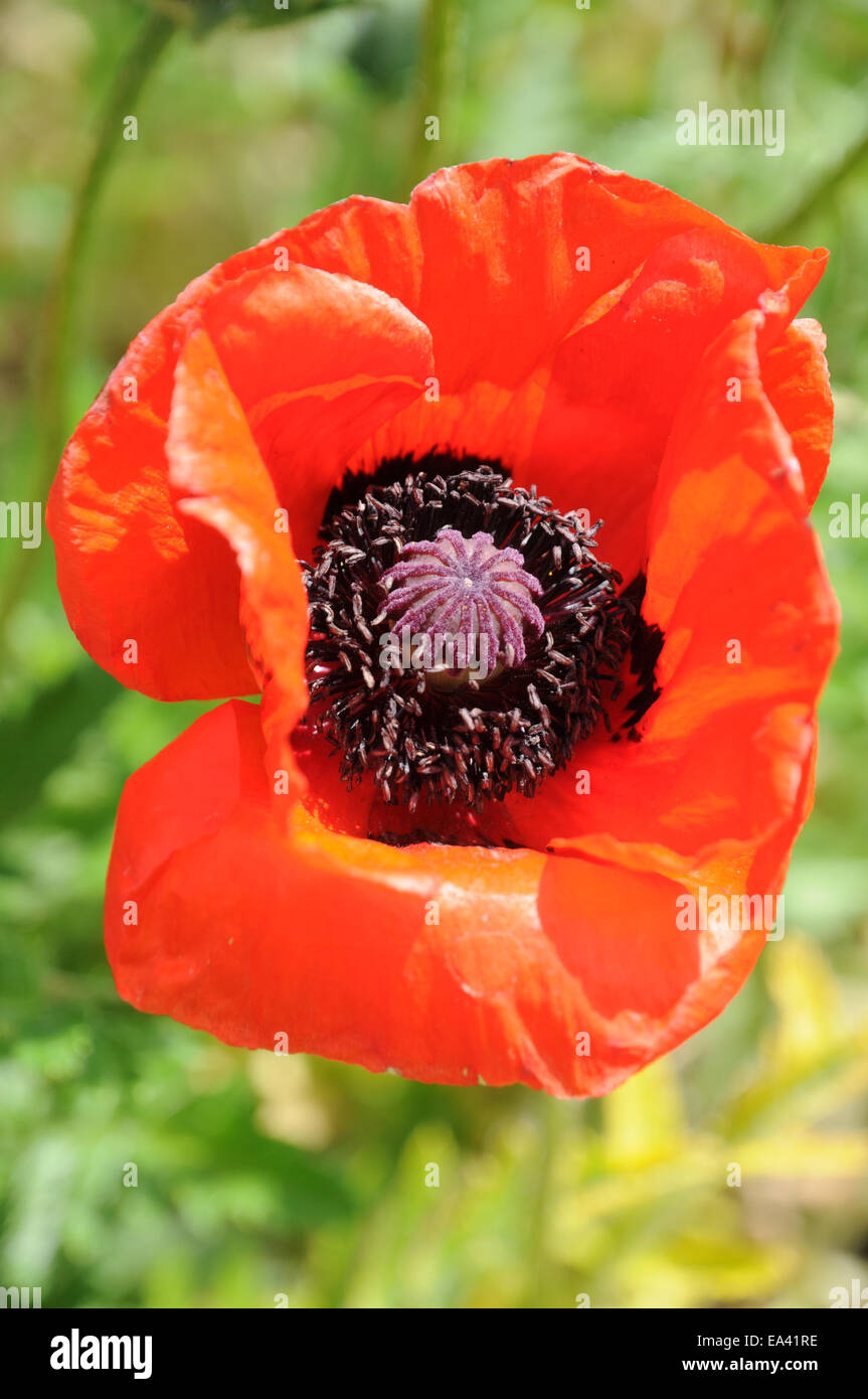 Persian poppies hi-res stock photography and images - Alamy