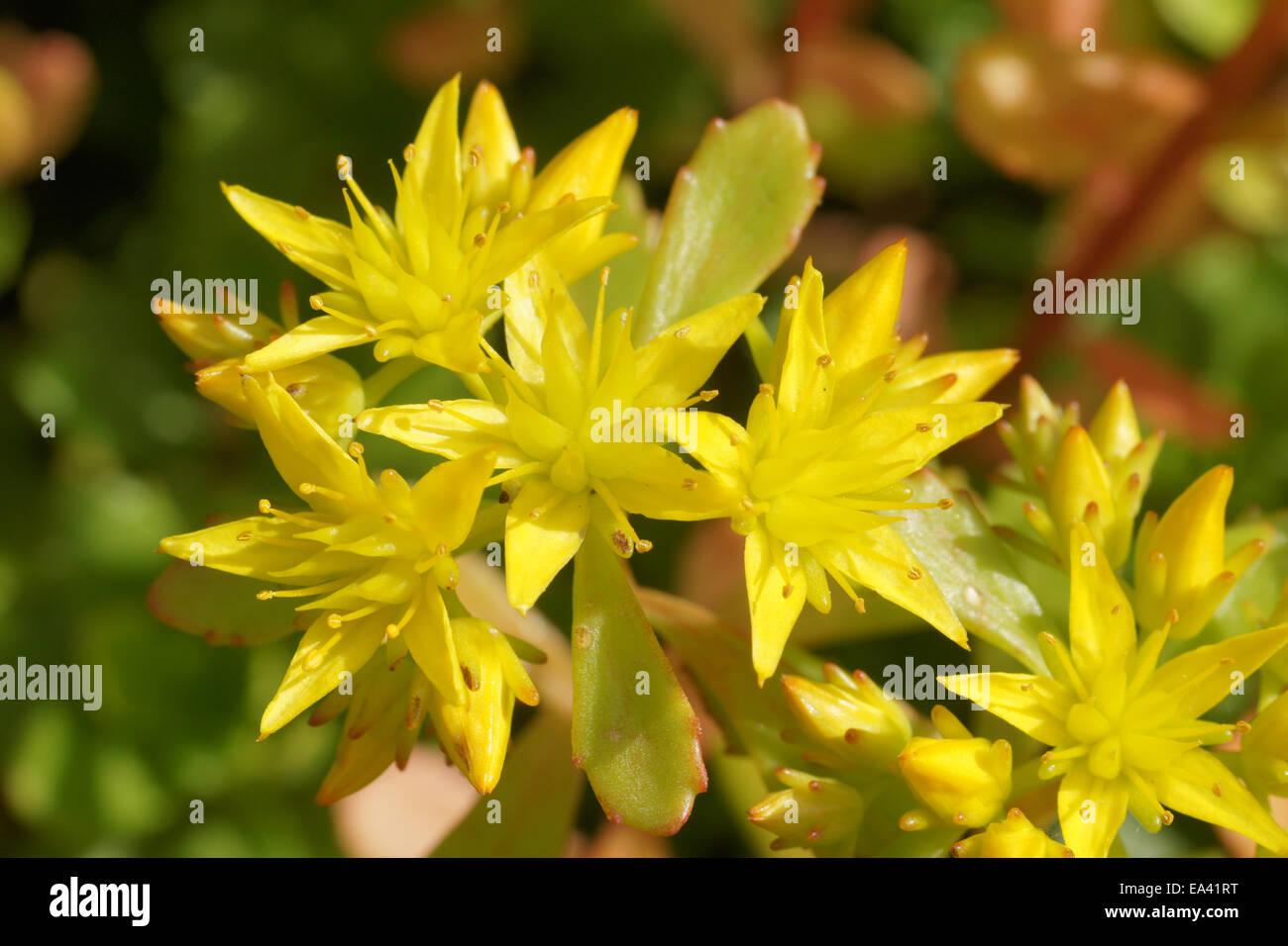 Stonecrop weihenstephaner gold hi-res stock photography and images - Alamy