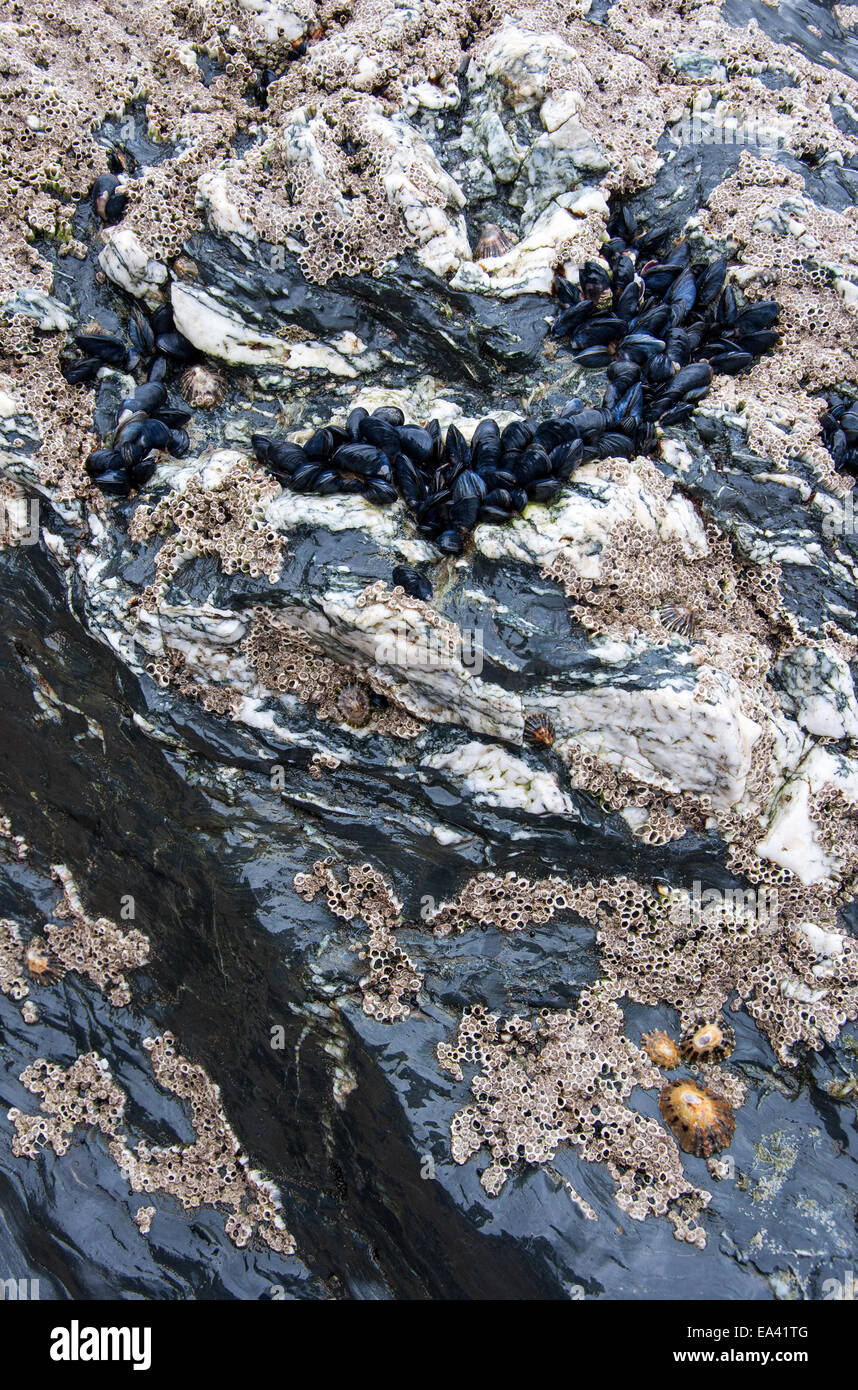Mussels and barnacles on rocks at Holywell Bay in Cornwall Stock Photo ...