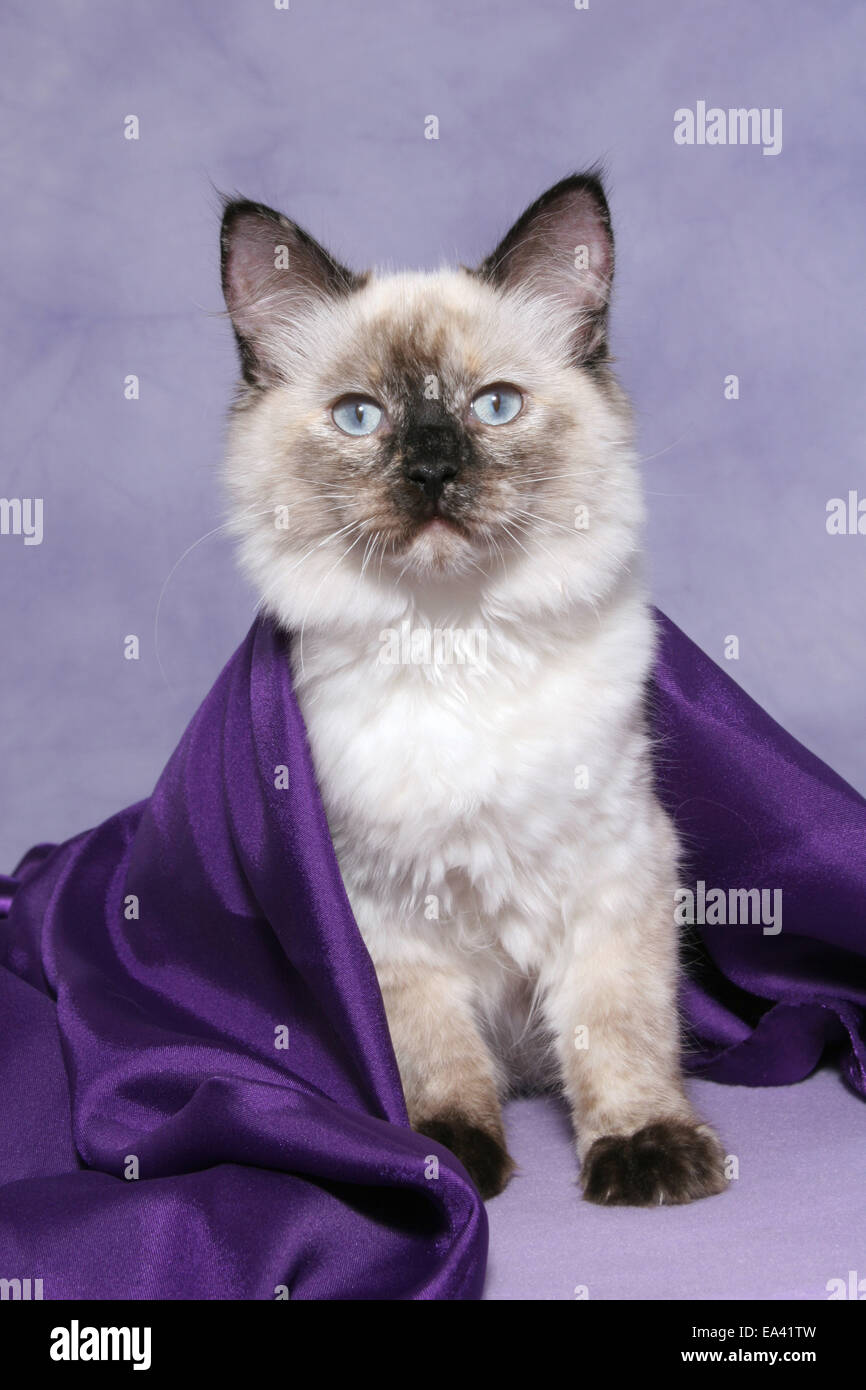 Lilac Ragdoll