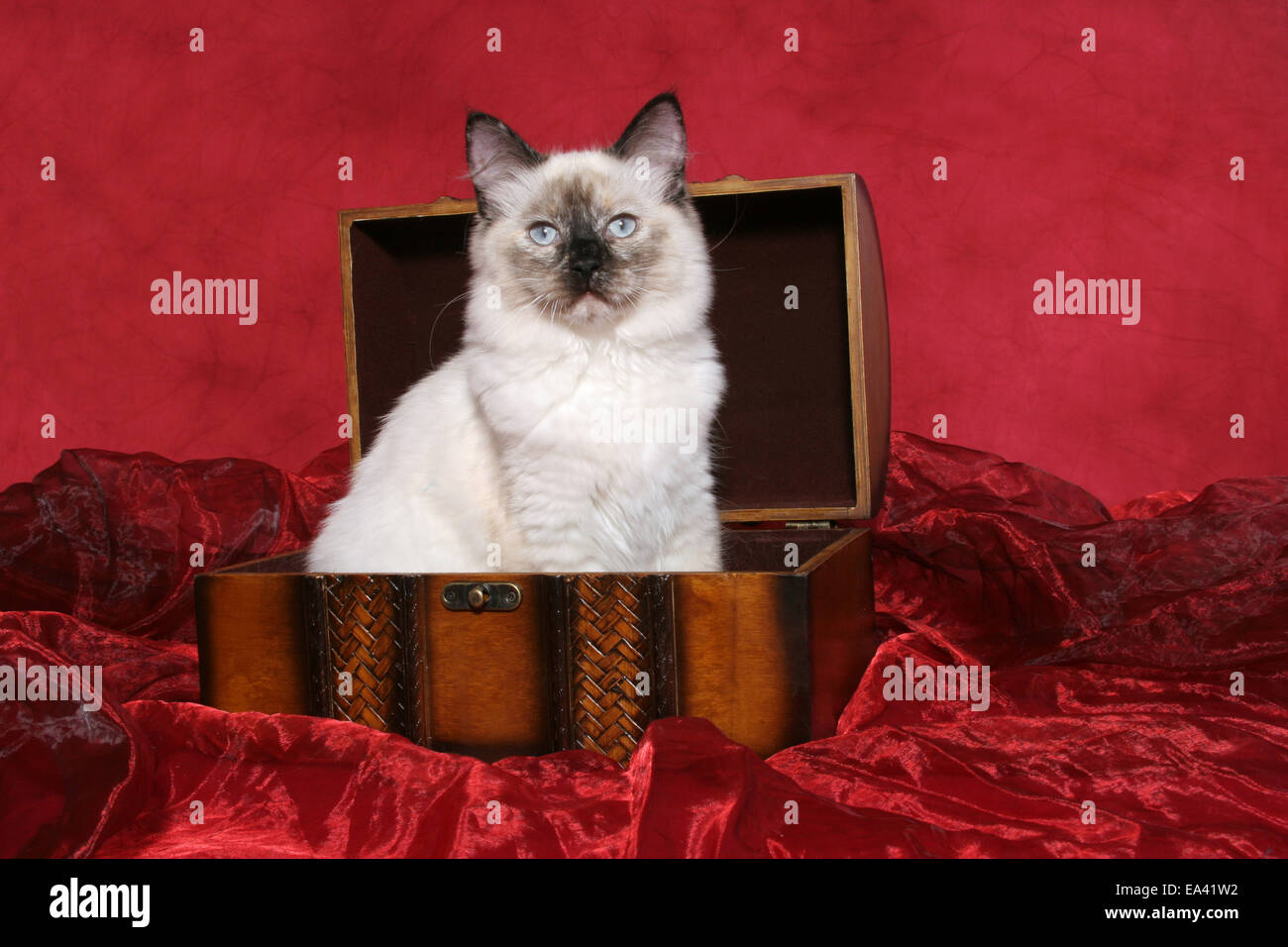 Ragdoll hi-res stock photography and images - Alamy