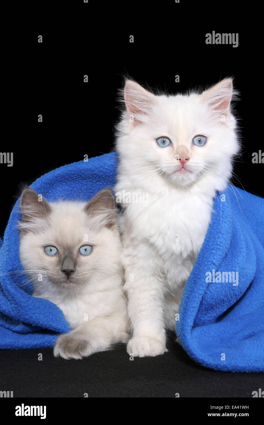 Two long hair ragdoll cats hi-res stock photography and images - Alamy