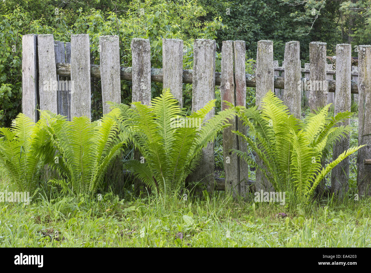 Rustic corral hi-res stock photography and images - Alamy