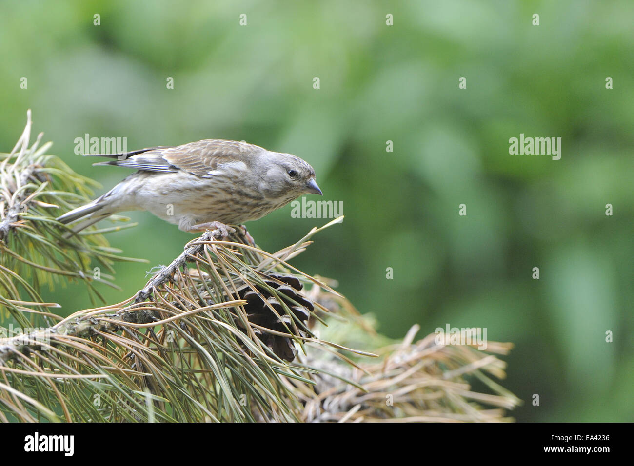 Linnet hi-res stock photography and images - Alamy