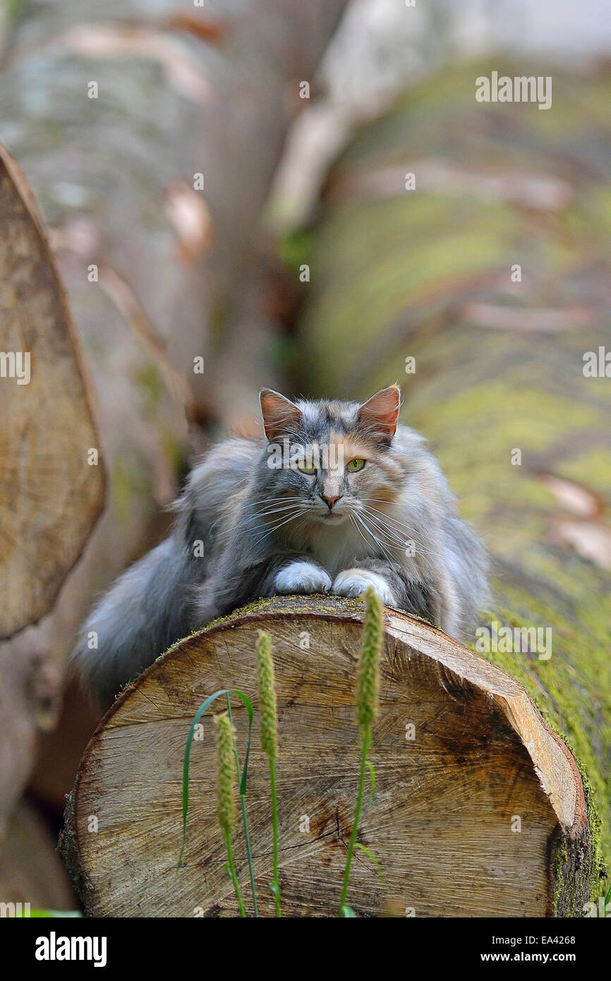 A handsome cat lies relaxed on a log Stock Photo - Alamy