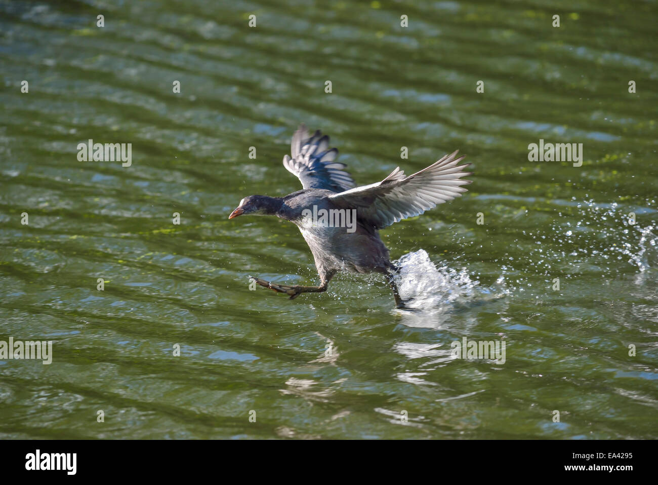 A duck appears to run on water as it prepares for take off Stock Photo ...