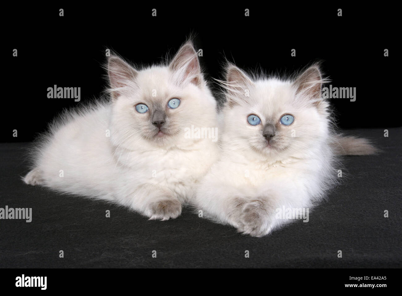 Black ragdoll hi-res stock photography and images - Alamy