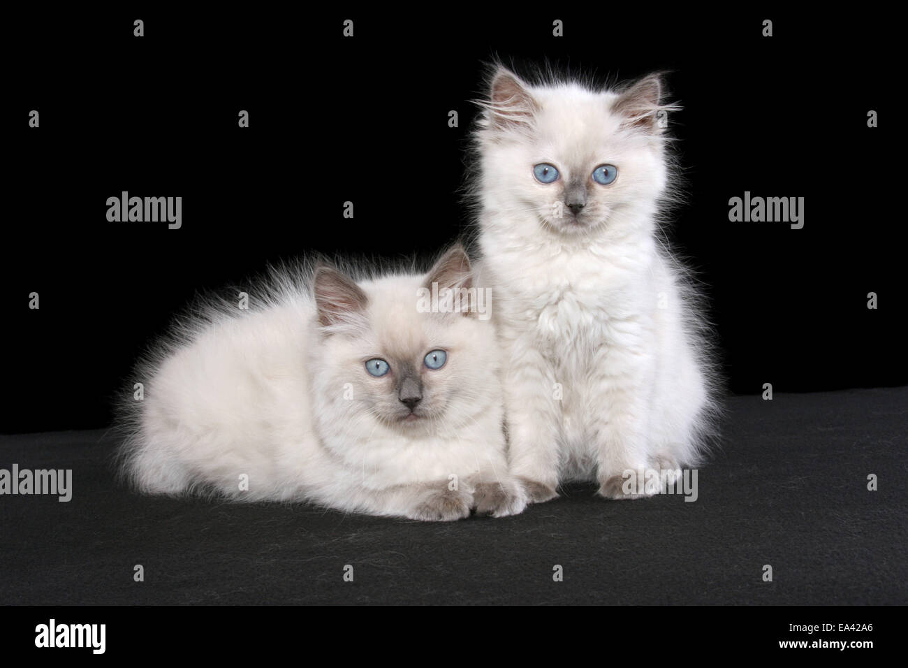 Two long hair ragdoll cats hi-res stock photography and images - Alamy