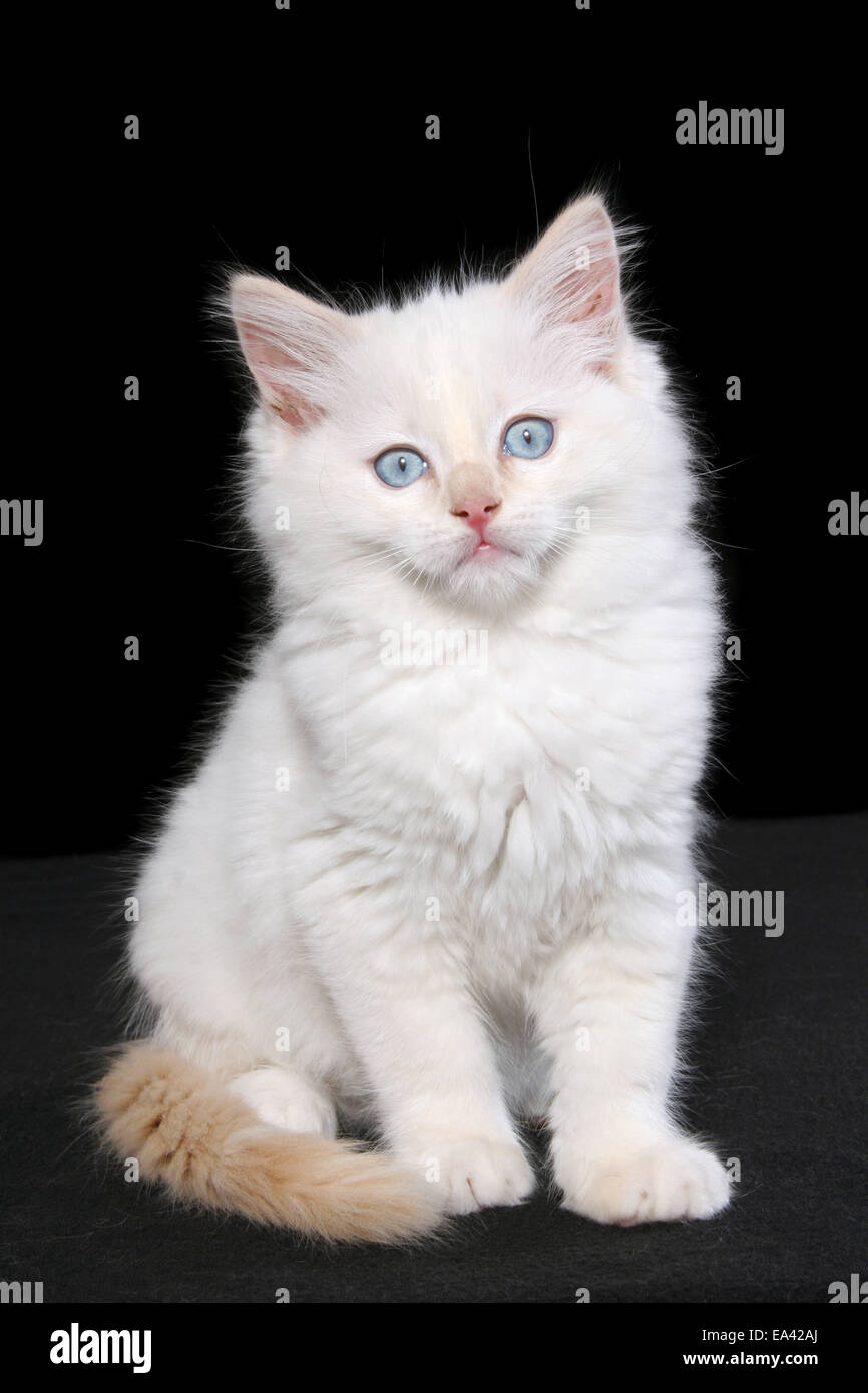 Black ragdoll hi-res stock photography and images - Alamy