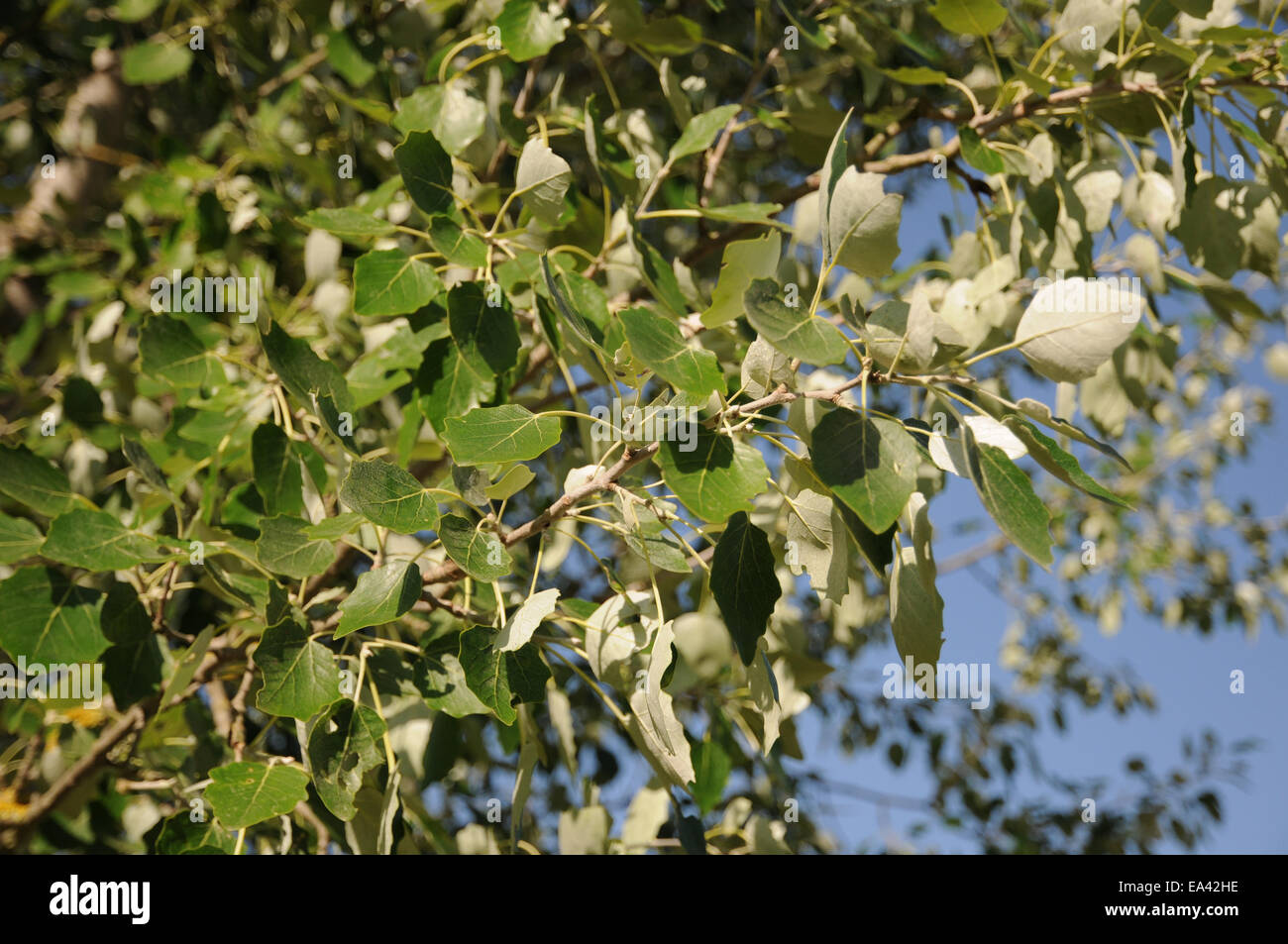 Pappelbaum hi-res stock photography and images - Alamy