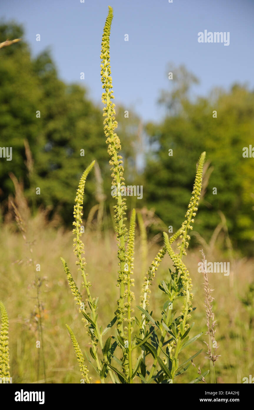Garden mignonette hi-res stock photography and images - Alamy