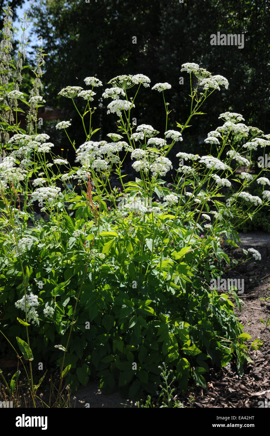 Elder g hi-res stock photography and images - Alamy