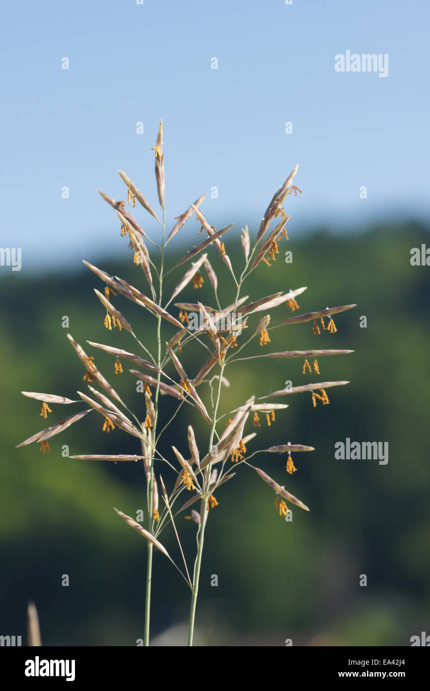 Brome Grass High Resolution Stock Photography and Images - Alamy