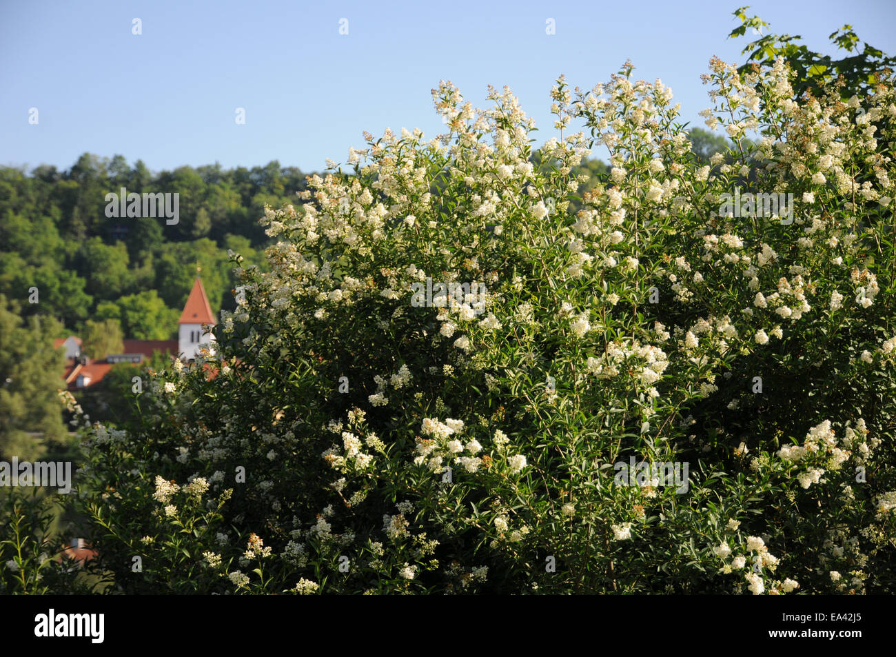 Privet berry hi-res stock photography and images - Alamy