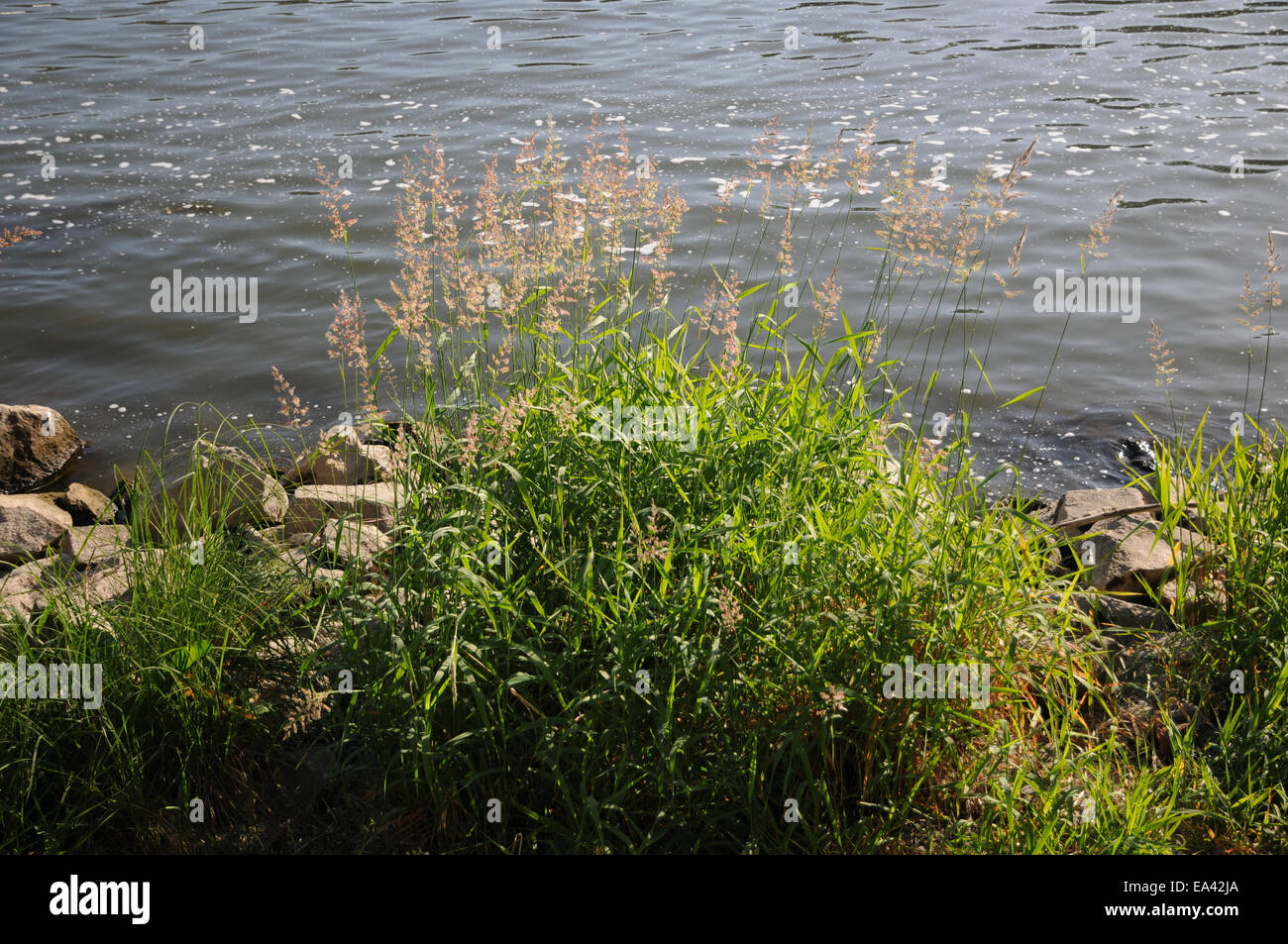 Reed mannagrass hi-res stock photography and images - Alamy