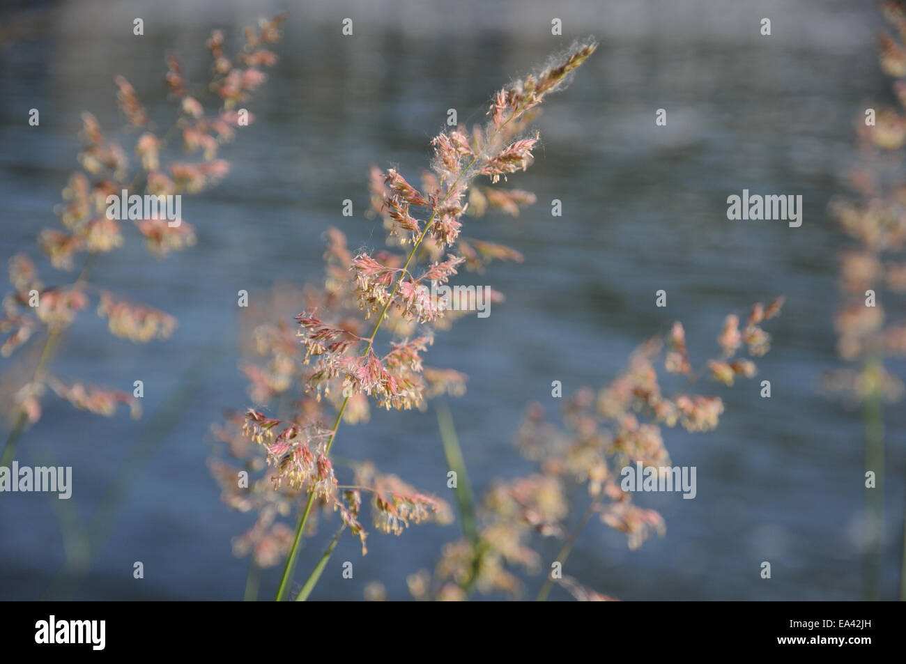 Reed mannagrass hi-res stock photography and images - Alamy