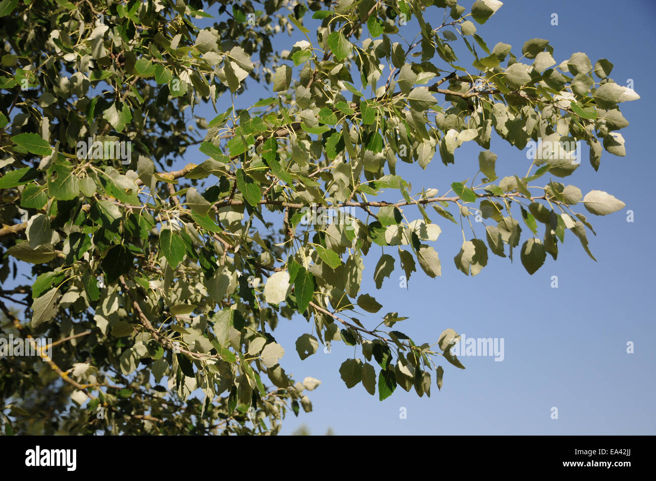 White poplar leaf hi-res stock photography and images - Alamy