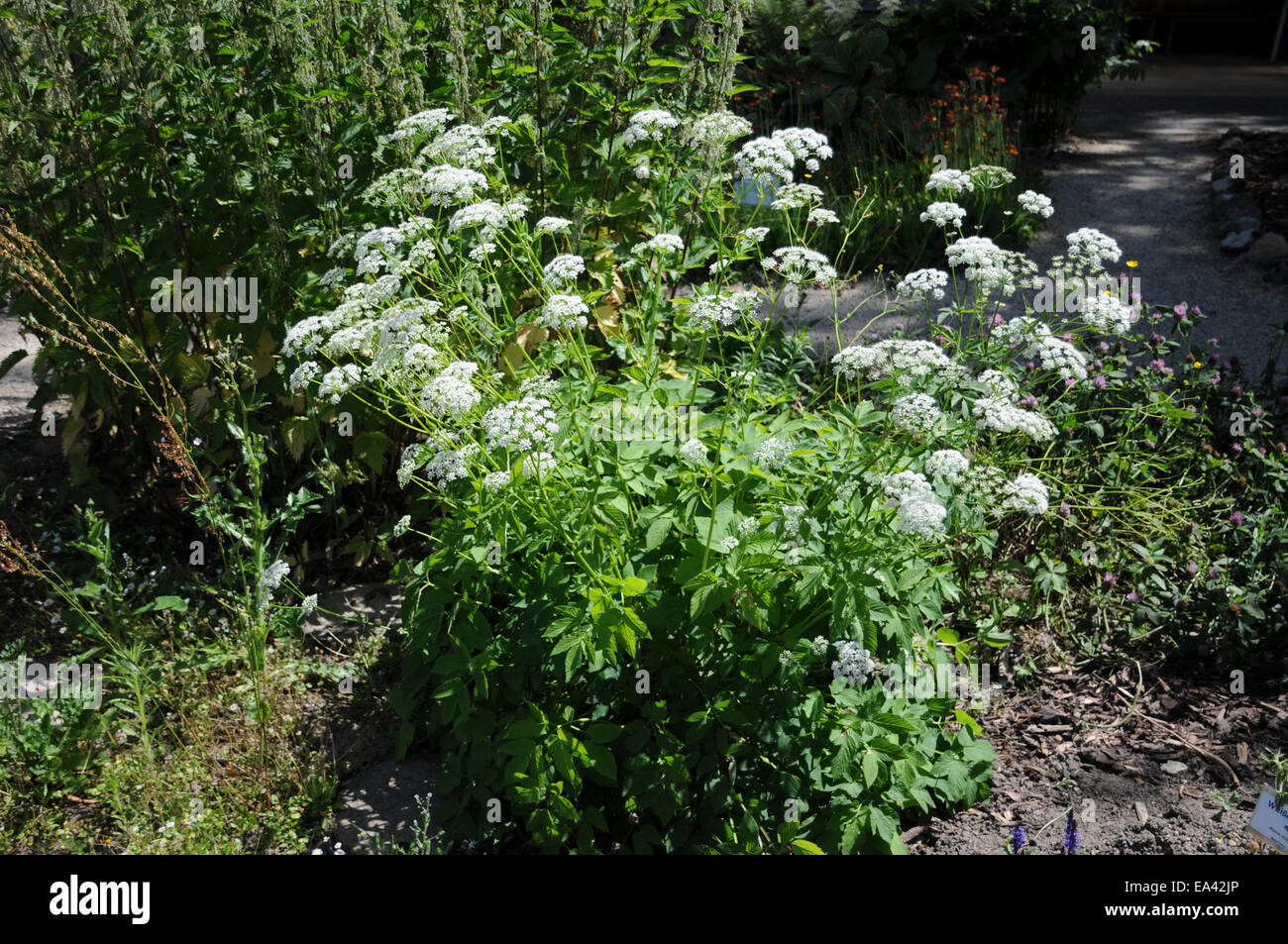 Ground elder hi-res stock photography and images - Alamy