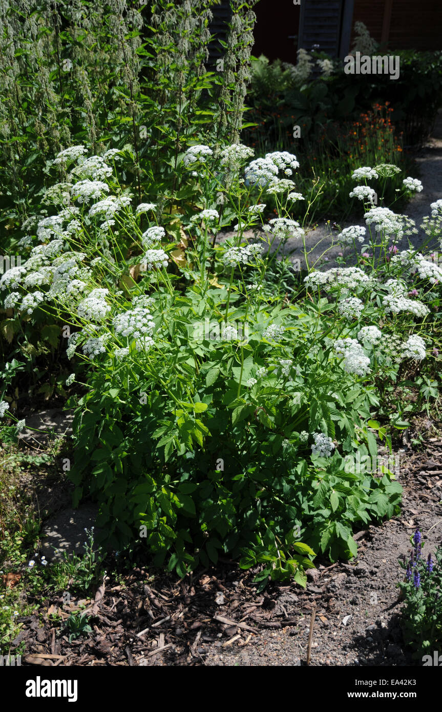 Elder plants hi-res stock photography and images - Alamy