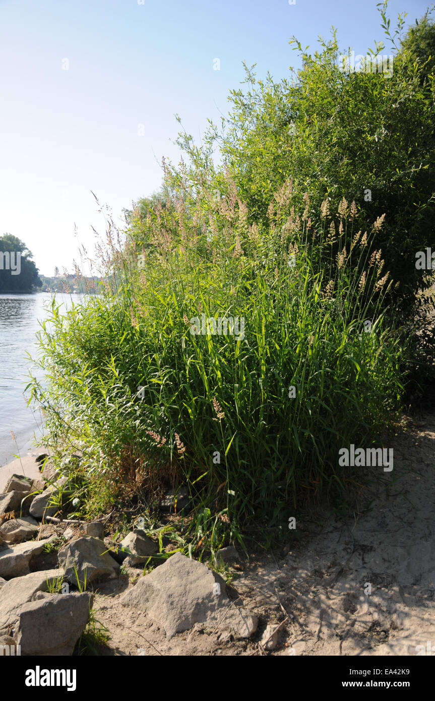 Reed mannagrass hi-res stock photography and images - Alamy