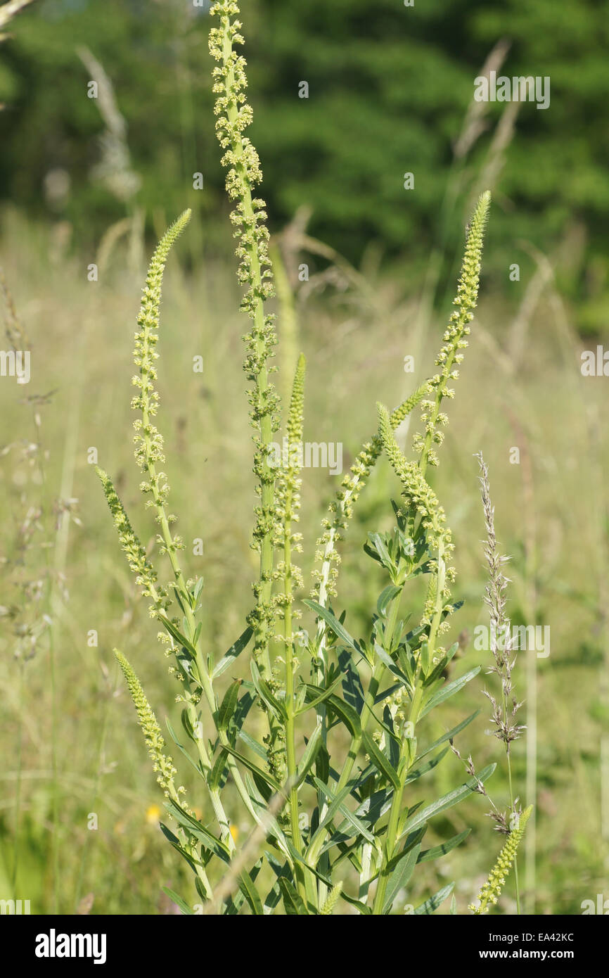 Yellow wau hi-res stock photography and images - Alamy