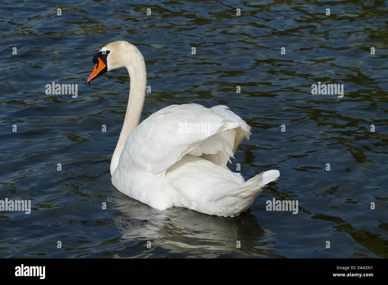 Swan with wings open hi-res stock photography and images - Alamy