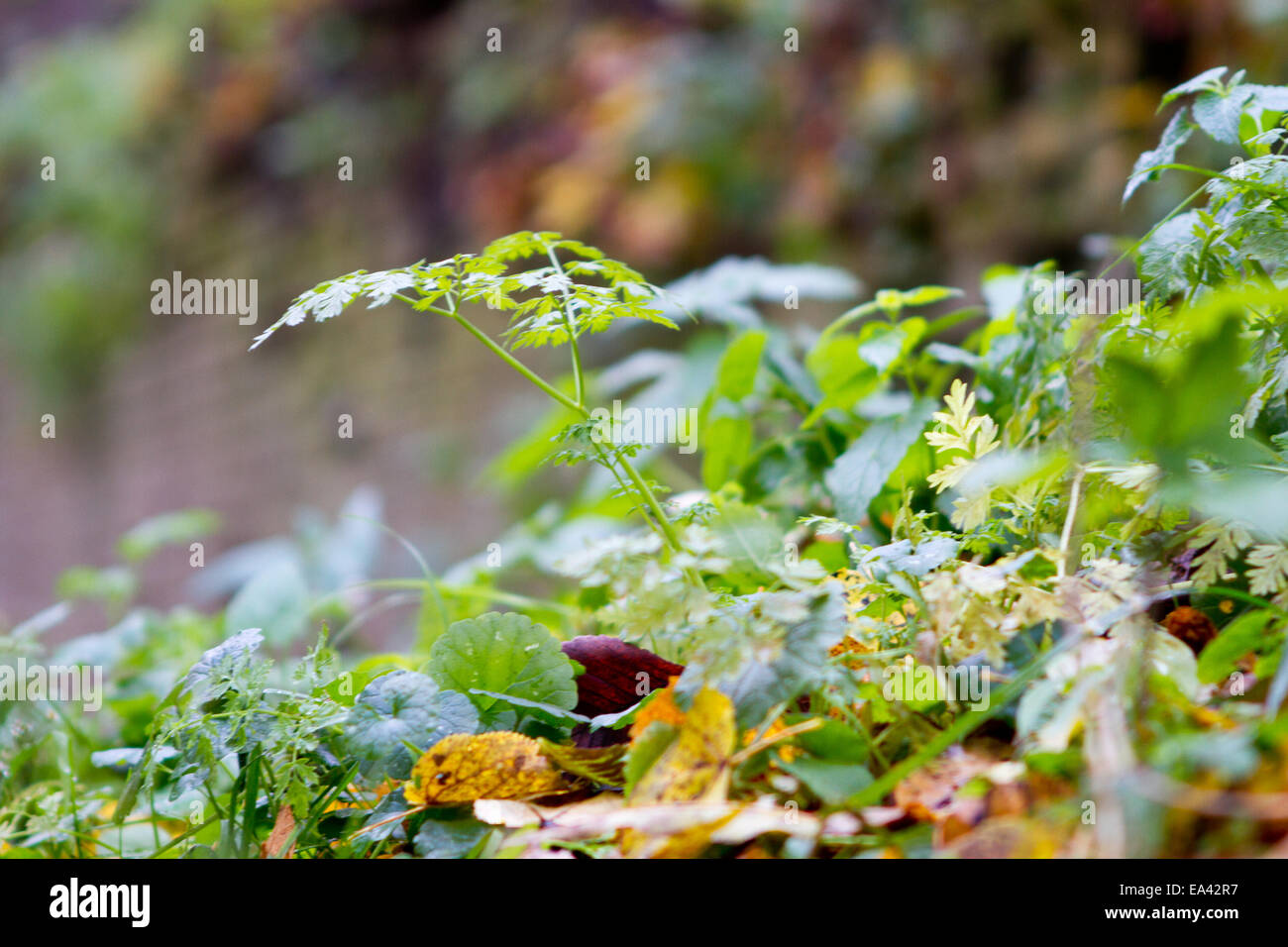 Wide grass blades hi-res stock photography and images - Alamy