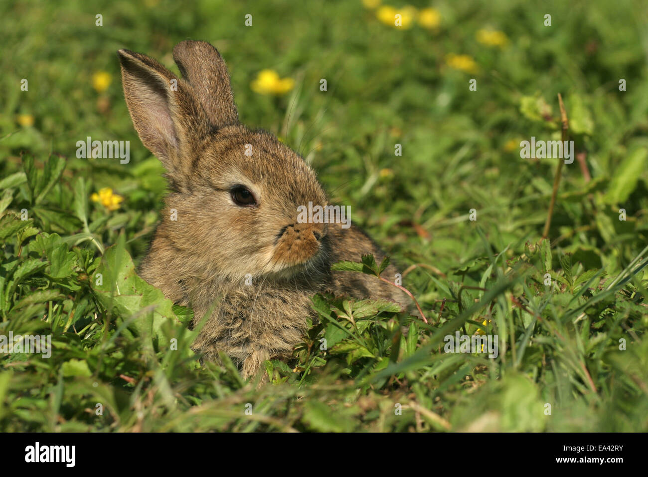 young dwarf rabbit Stock Photo - Alamy