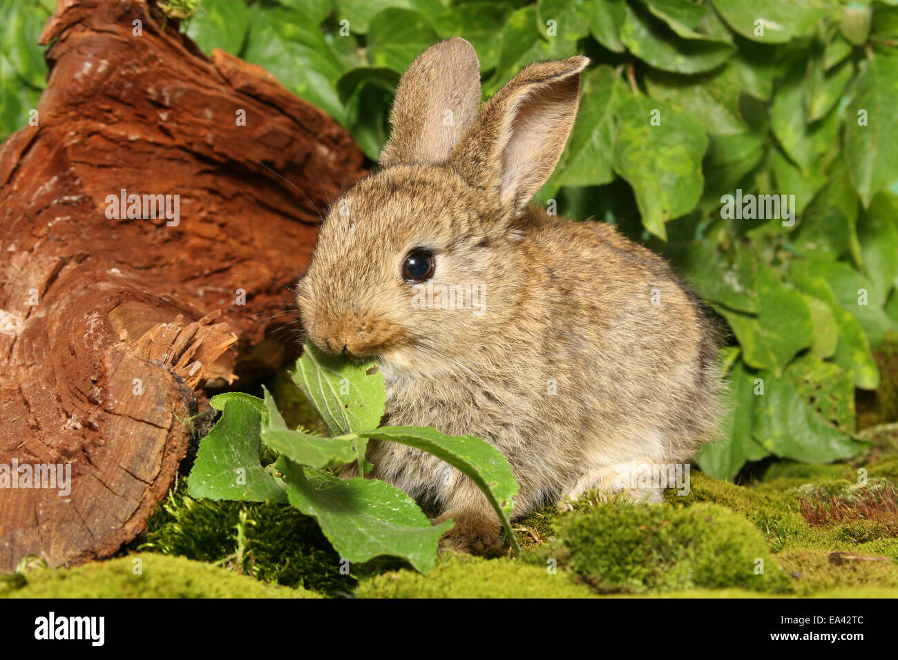 young dwarf rabbit Stock Photo - Alamy