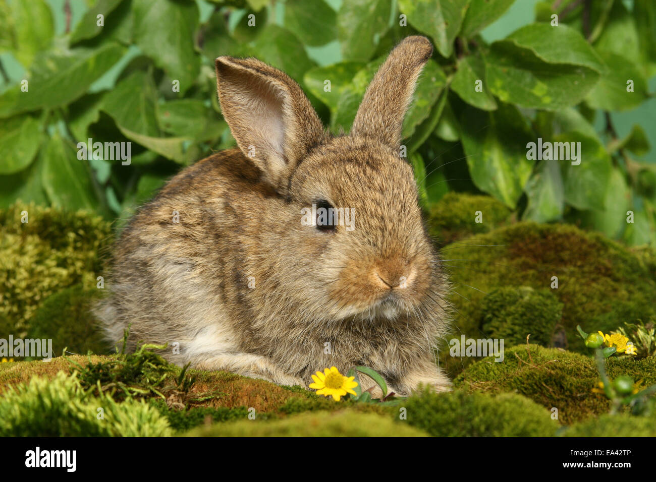 young dwarf rabbit Stock Photo - Alamy