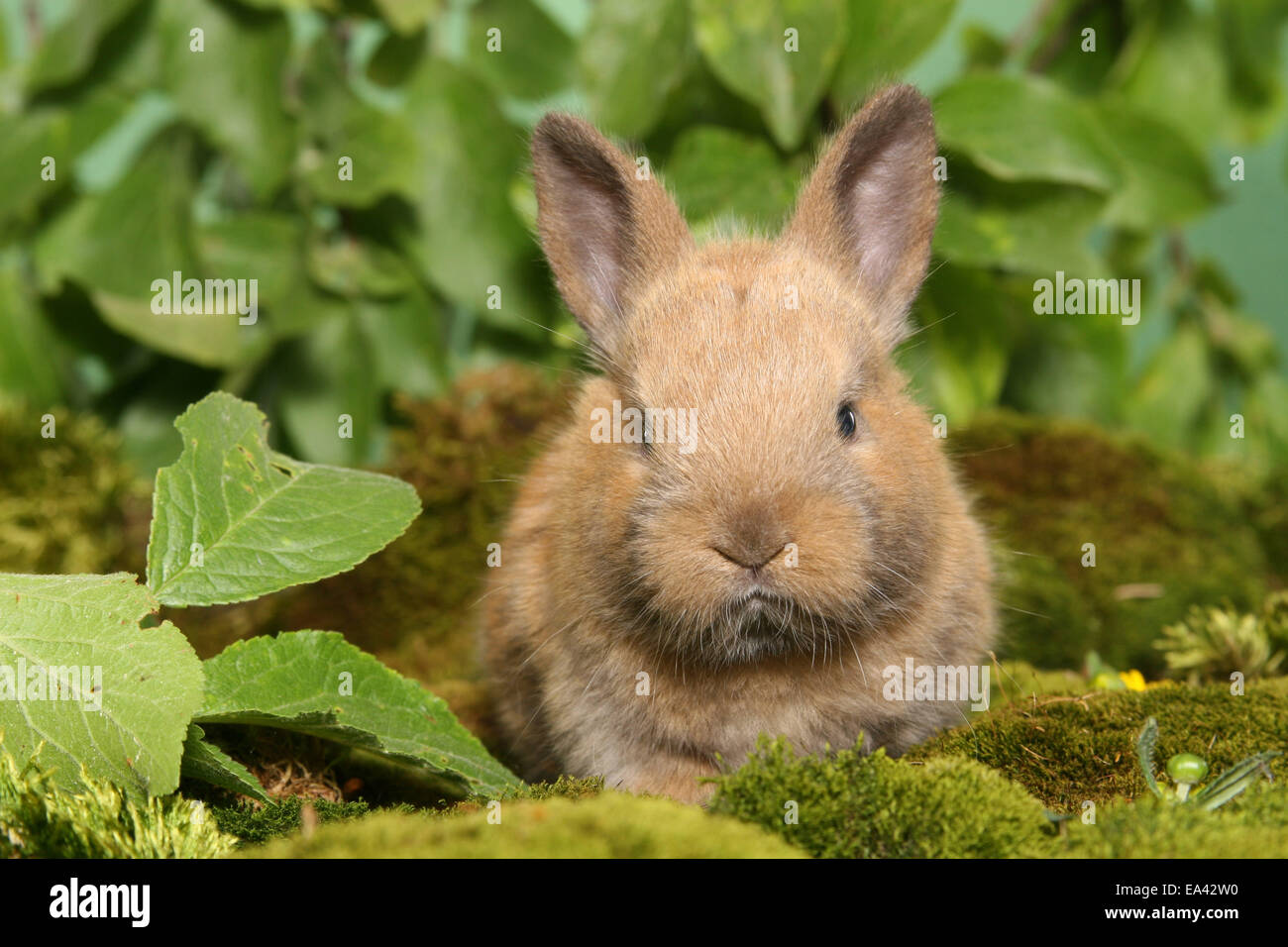 young dwarf rabbit Stock Photo - Alamy