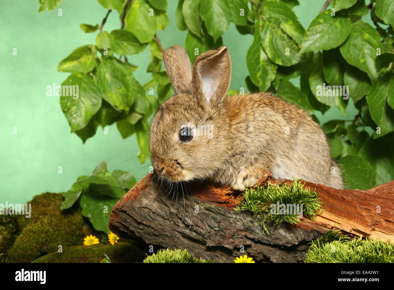 young dwarf rabbit Stock Photo - Alamy
