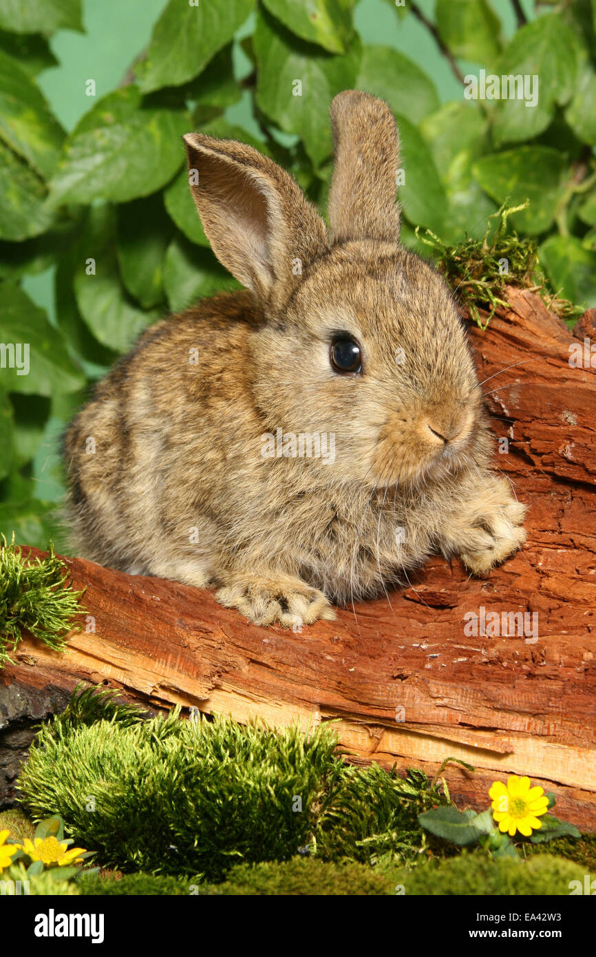 Rabbit root hi-res stock photography and images - Alamy