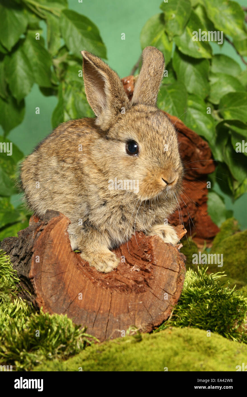 young dwarf rabbit Stock Photo - Alamy