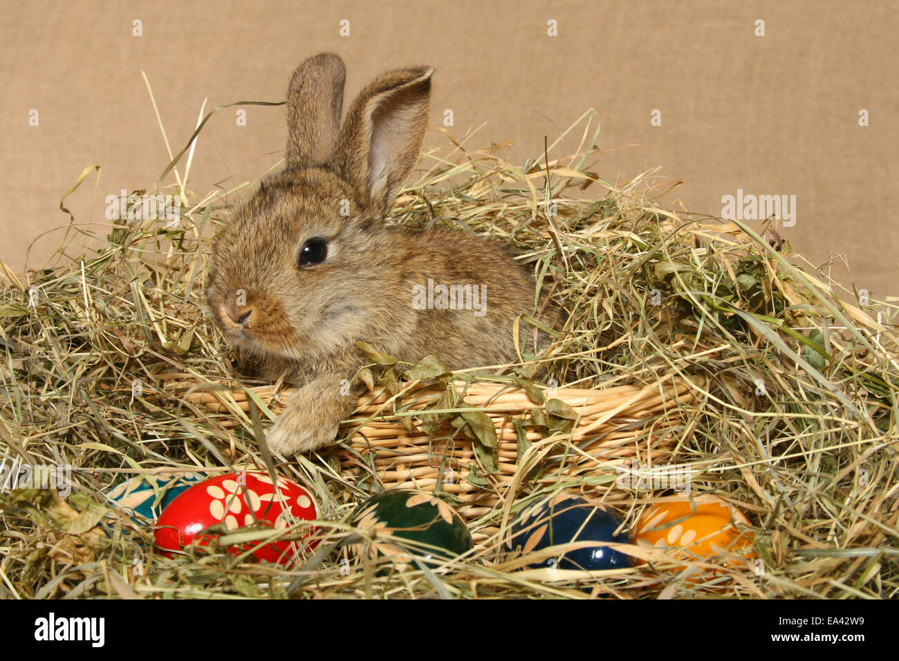 young dwarf rabbit Stock Photo - Alamy