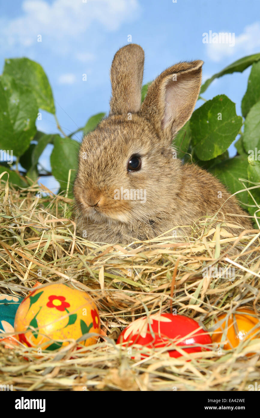young dwarf rabbit Stock Photo - Alamy