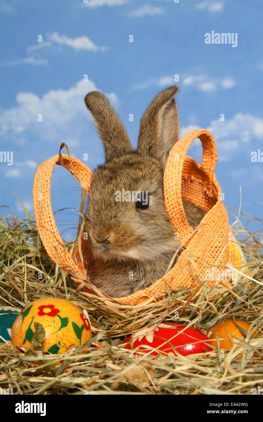 young dwarf rabbit Stock Photo - Alamy
