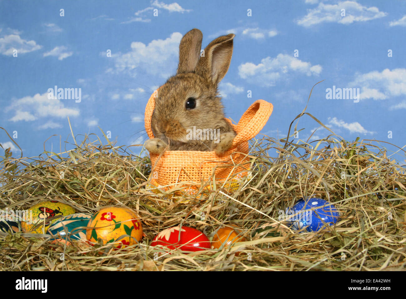 young dwarf rabbit Stock Photo - Alamy