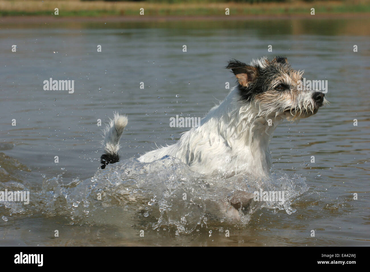 Elderly jack russell terrier dog hi-res stock photography and images ...
