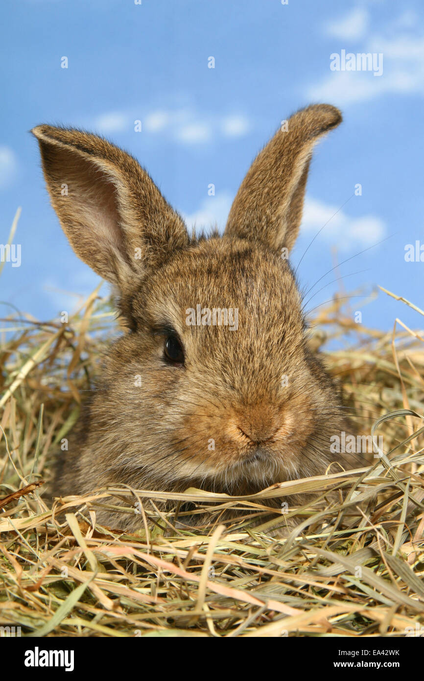 young dwarf rabbit Stock Photo - Alamy
