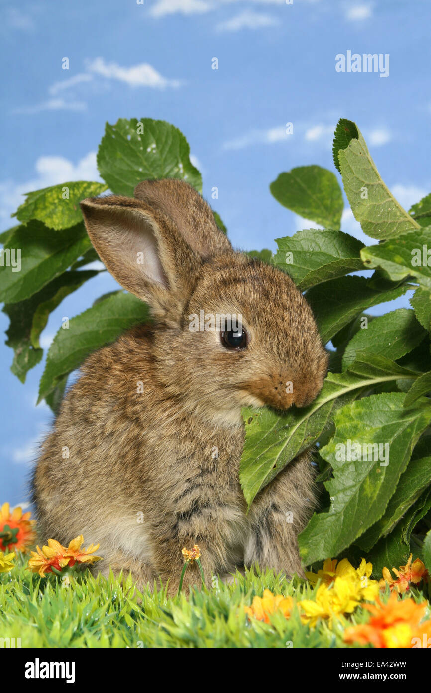 Baby rabbit eating hi-res stock photography and images - Alamy