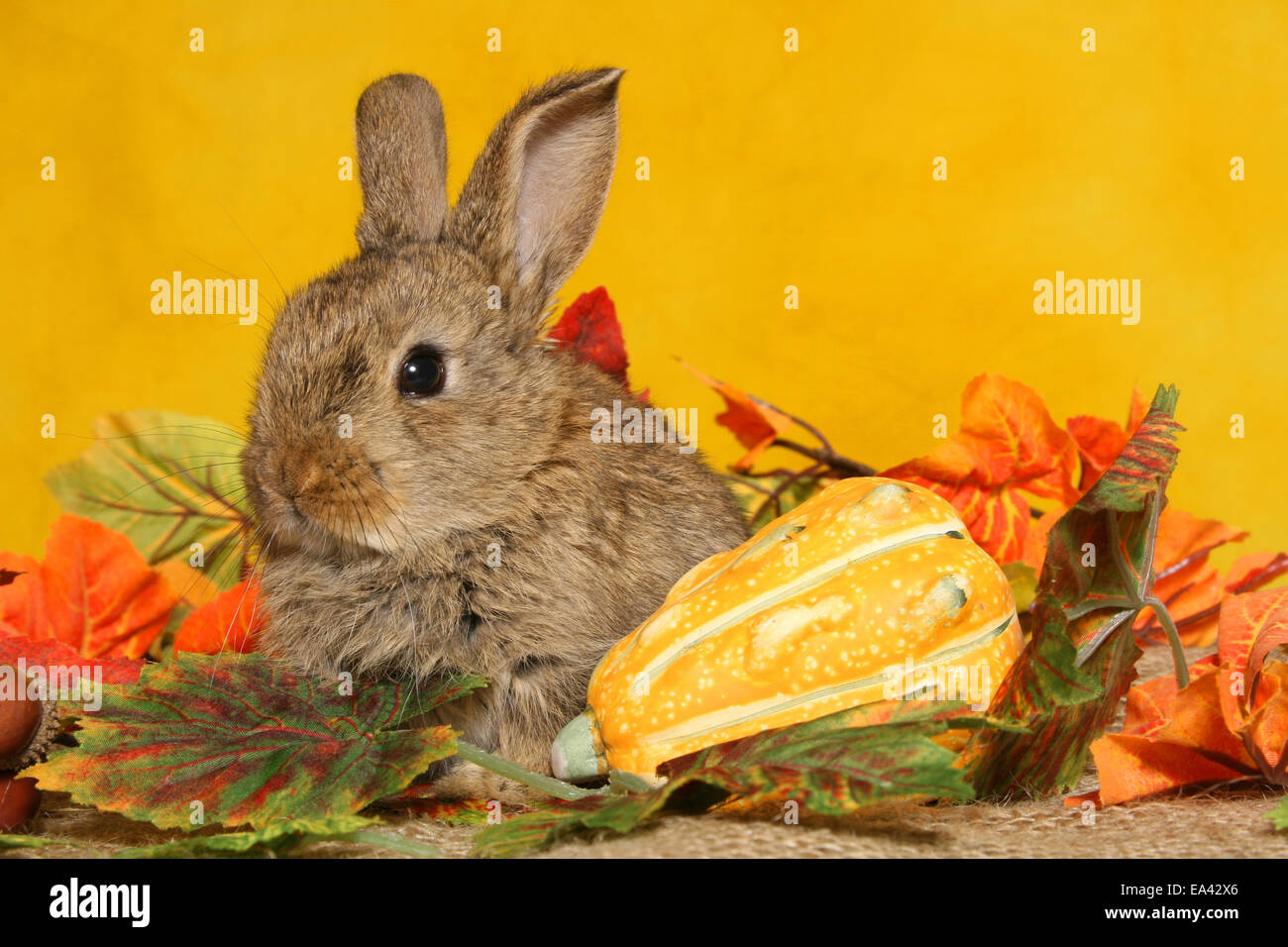 young dwarf rabbit Stock Photo - Alamy