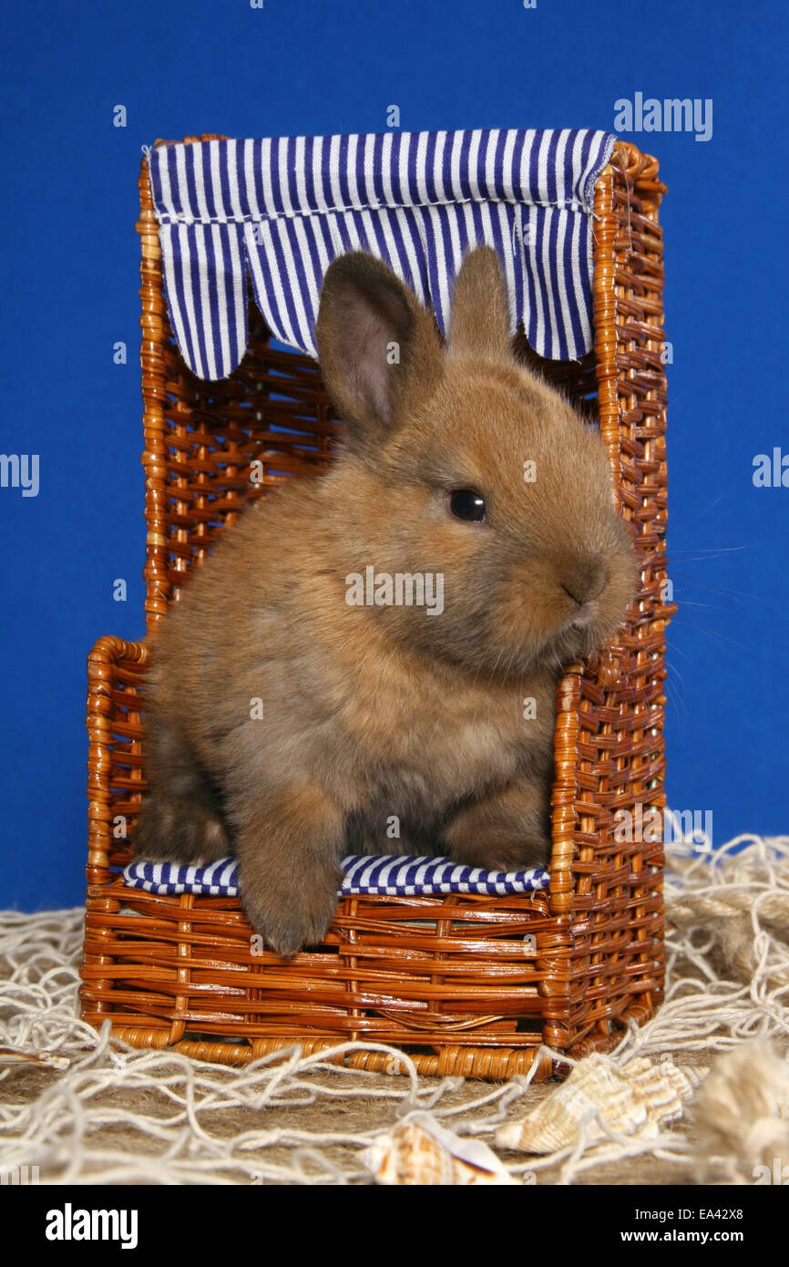 young dwarf rabbit Stock Photo - Alamy